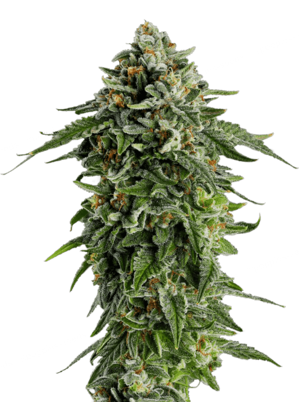 Jet Puft Feminized - Cannabis Seeds - Compound Genetics