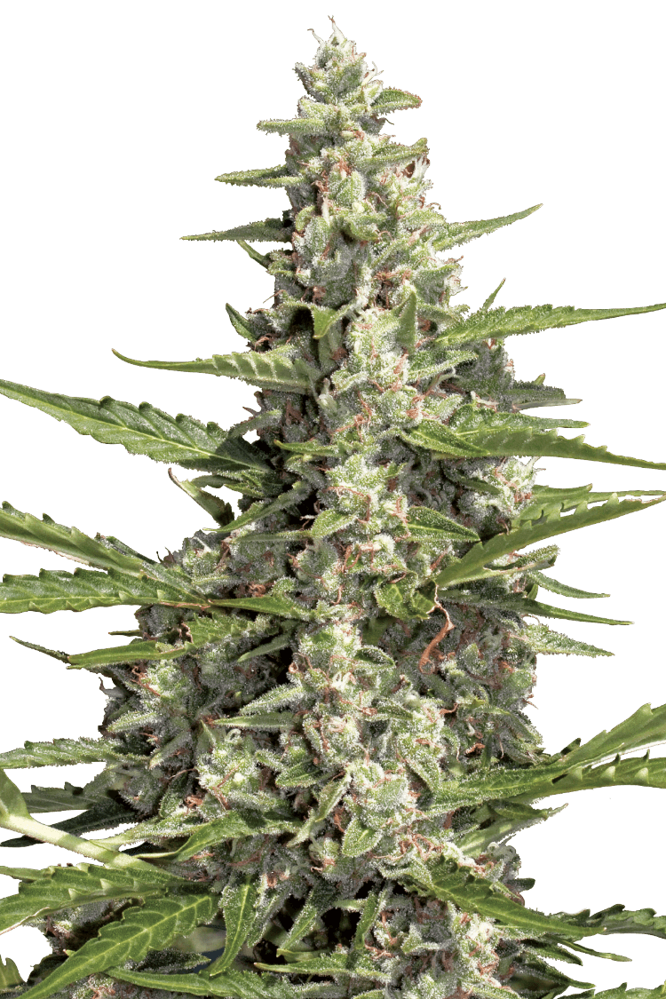 Pandora Autofloraison - Paradise Seeds