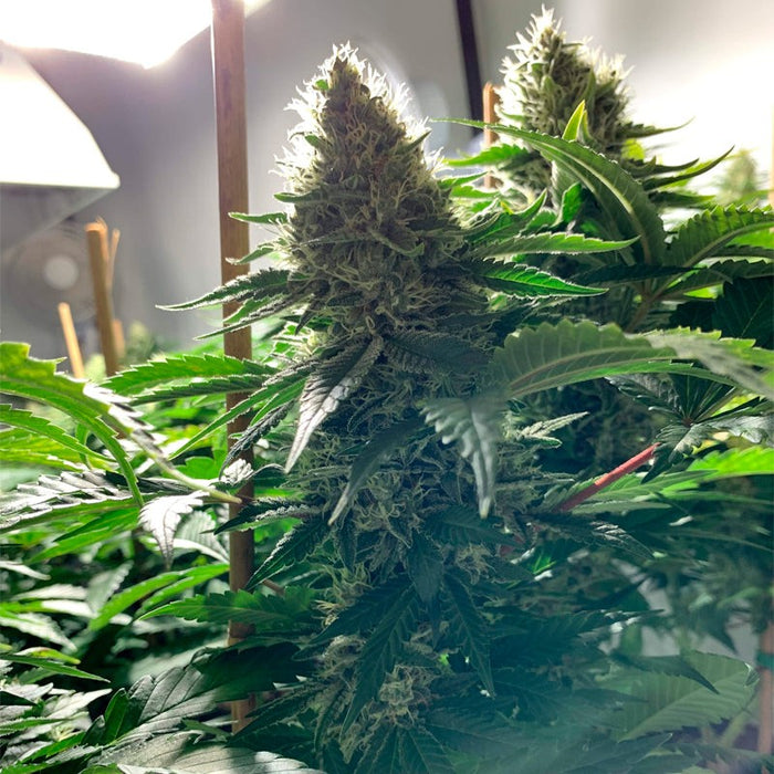 Moby Dick Féminisée - Graines de Cannabis - Silent Seeds