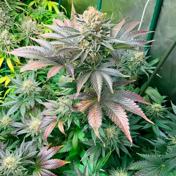 Starfire OG Féminisée - Graines de Cannabis - Silent Seeds